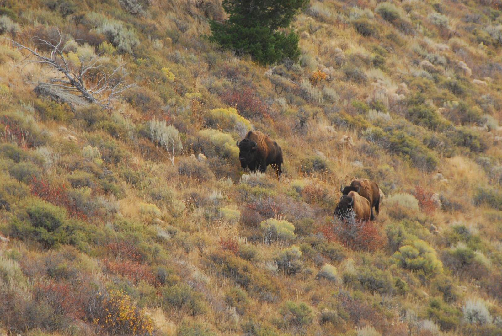 The Allure of Guided Buffalo Hunts at Rocky Mountain Elk Ranch