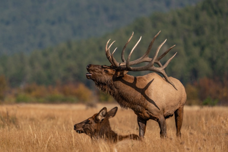 Better Understanding Elk Behavior Before A Hunt - Rocky Mountain Elk Ranch